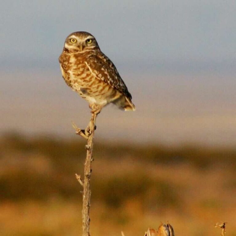 New Resource- Standardized Burrowing Owl Monitoring Methods for DoD ...
