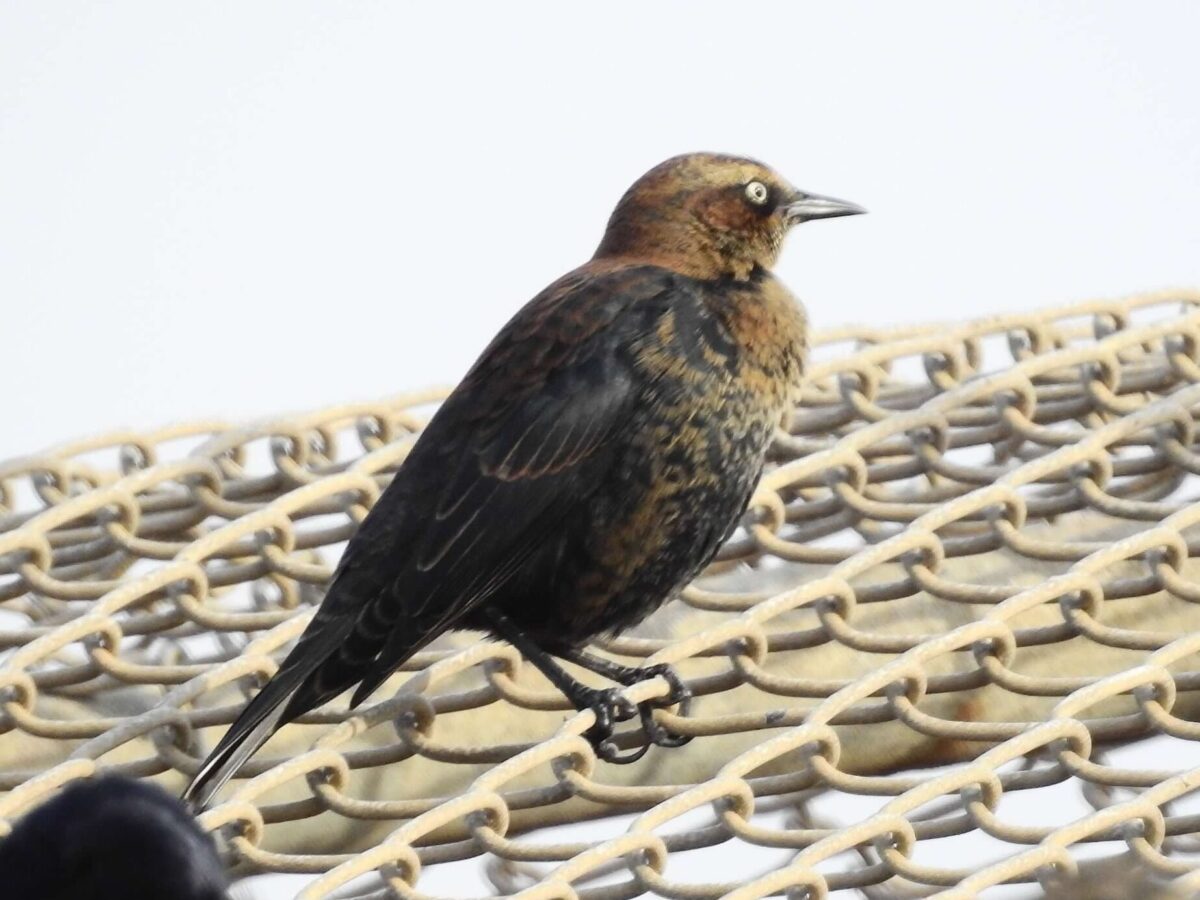 Mission-Sensitive Species – DoD AKN Portal